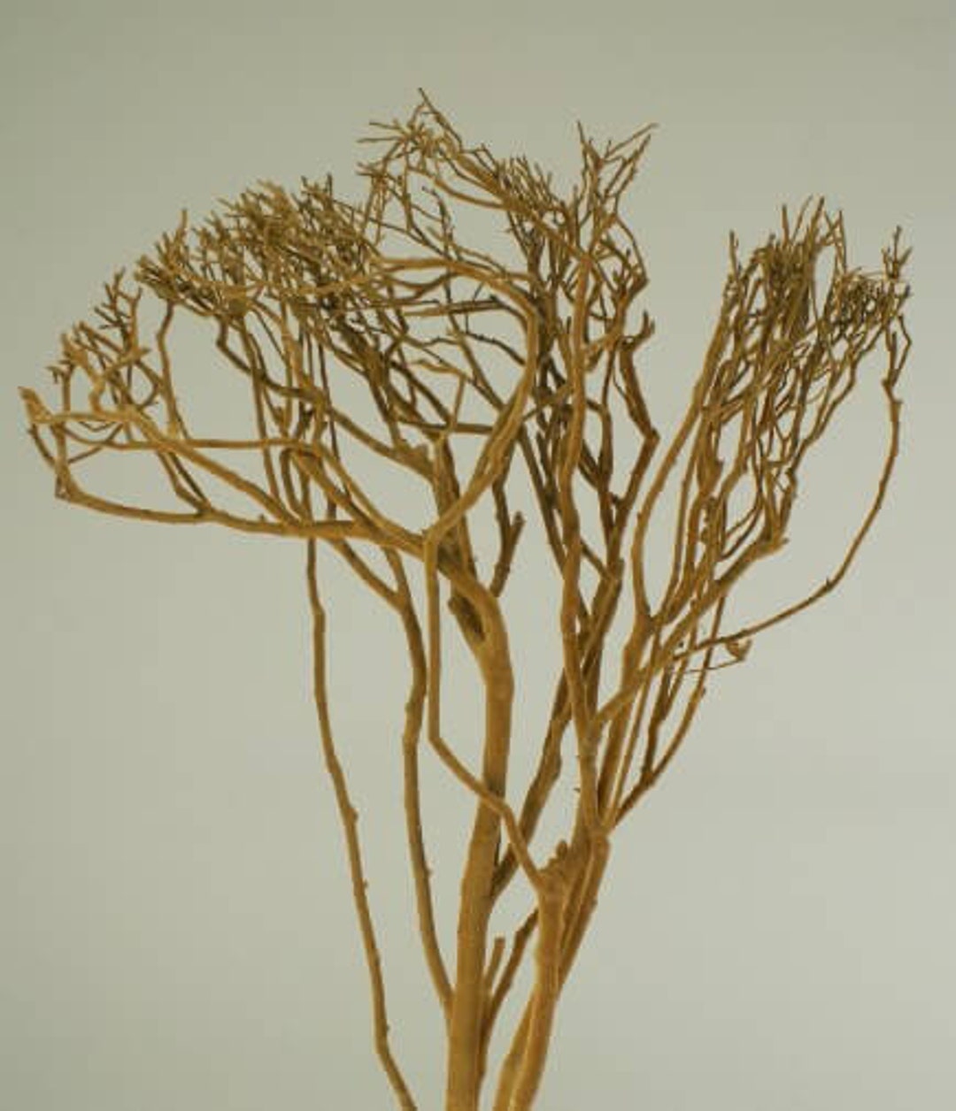 31 Velvet Tea Tree Sticks/3pc/twigs/branches/centerpiece - Etsy