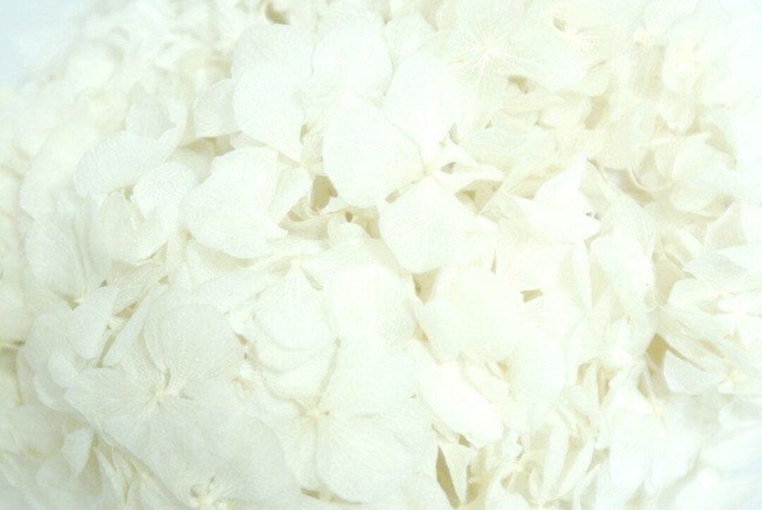 Preserved Bleached Hydrangea/floral Spray/florals/wedding/white ...