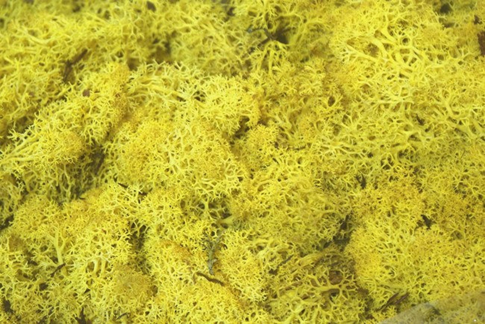 Reindeer Moss/decorative Moss/greenery/decor Ideas/green Bawl - Etsy Canada