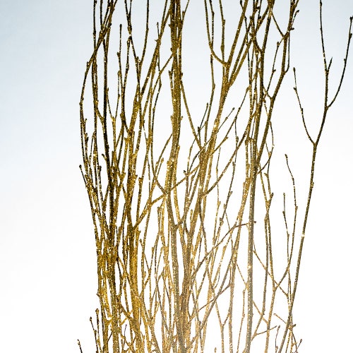 Red Curly Twigs/branches/centerpiece Decor/ Winter - Etsy