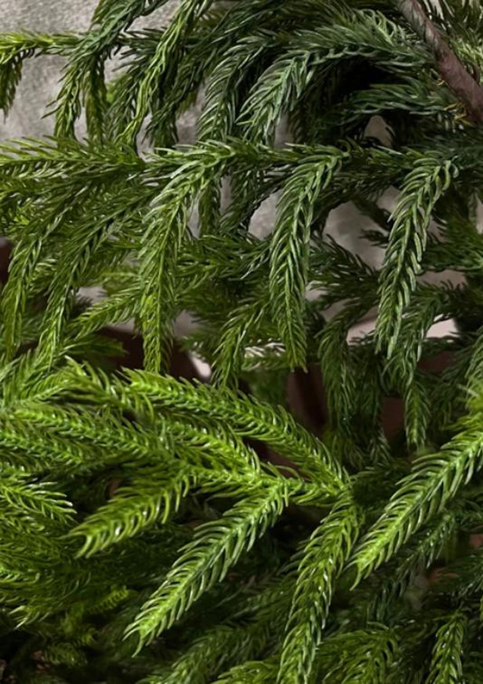 40" Fresh Touch Norfolk Dripping Pine Garland/vines for Wedding ...