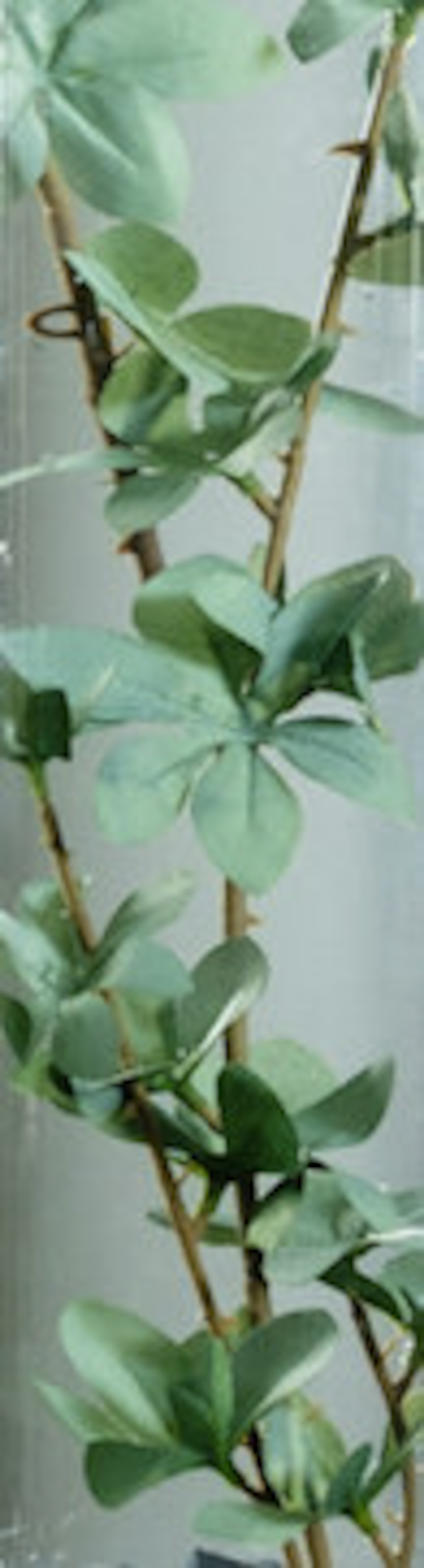 Submersible Light Green Star Flower Stems Floral Wedding Centerpiece ...
