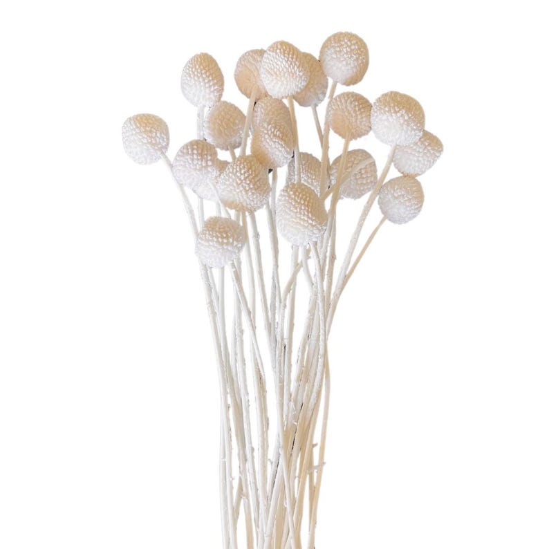 Large Craspedia Stems/dried Flower/billy Balls/globosa Seeds/floral ...