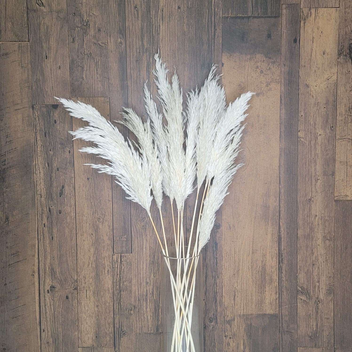 1pc 30 Ivory Golden or Cream Pampas Grass/ Pampas | Etsy