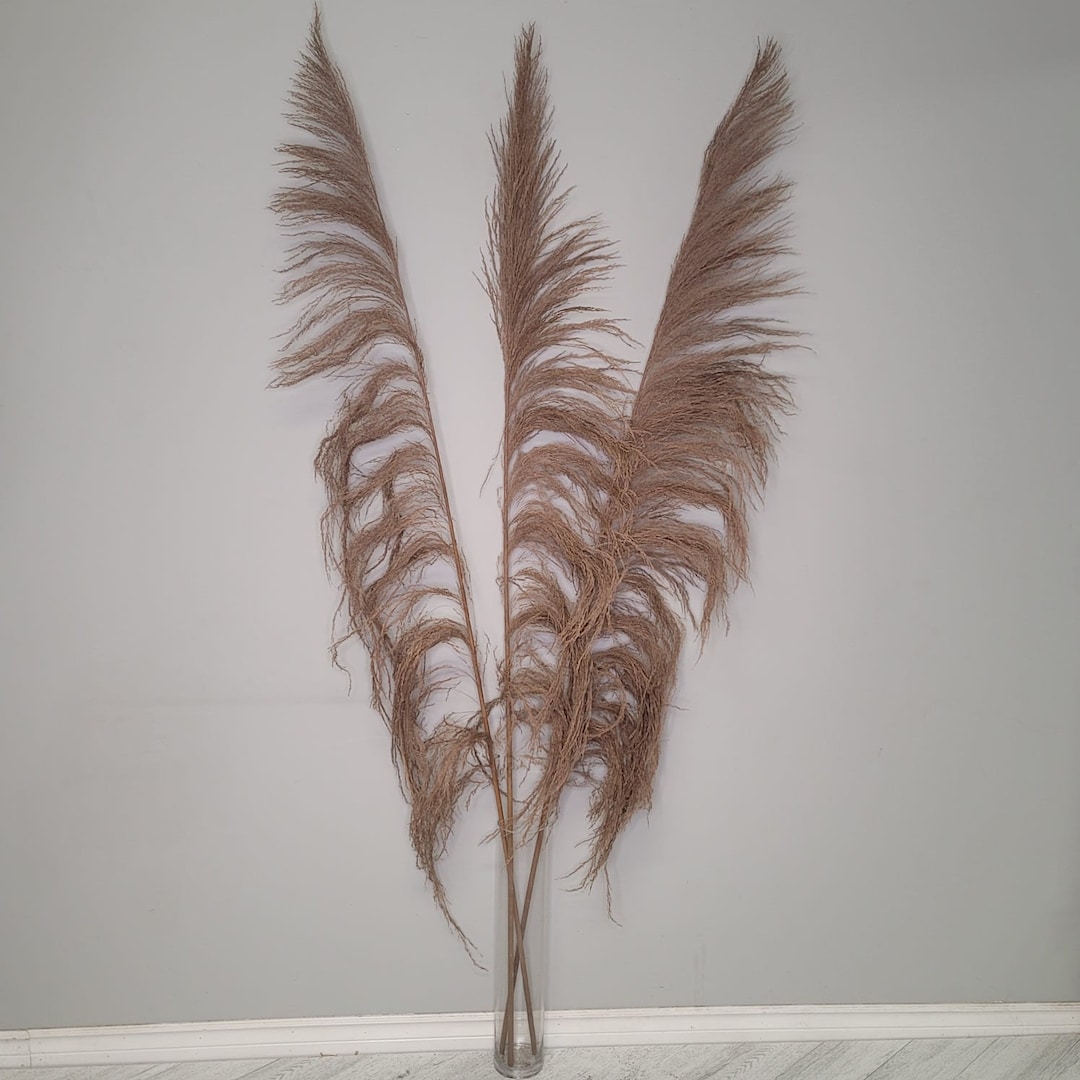 5FT-3 Pc NATURAL UVA Stalk/pampas/natural Stalk/naturalbranches ...