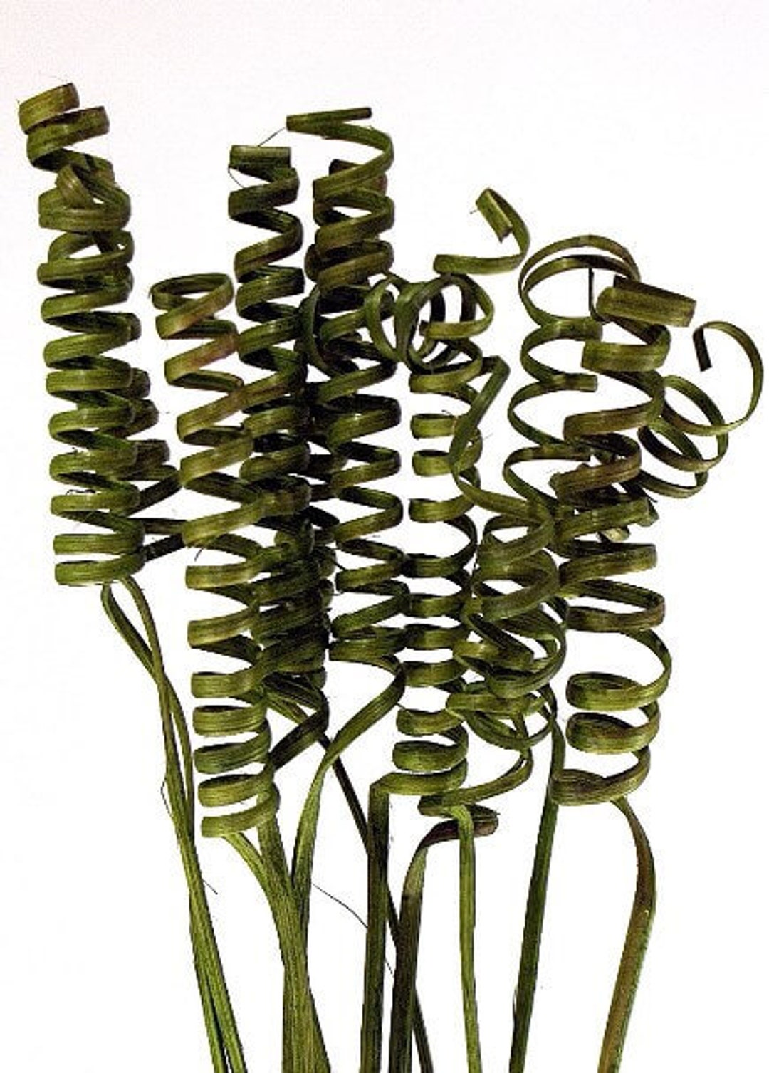 30" Moss Green Cane Spring/curly Twigs/branches/centerpiece Decor ...