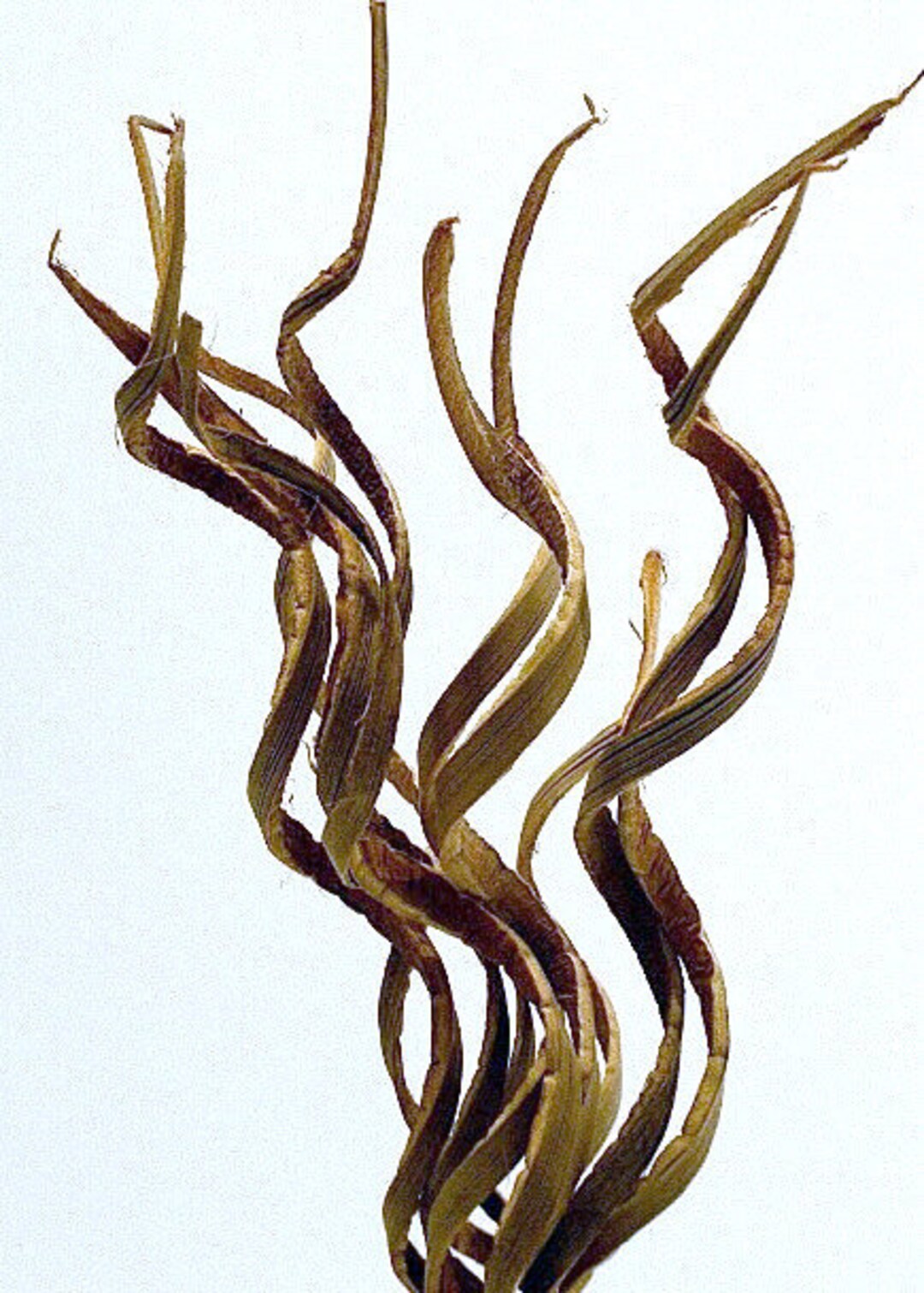 28" Natural Coco Curly Sticks/branches/centerpiece Decor/ Winter ...