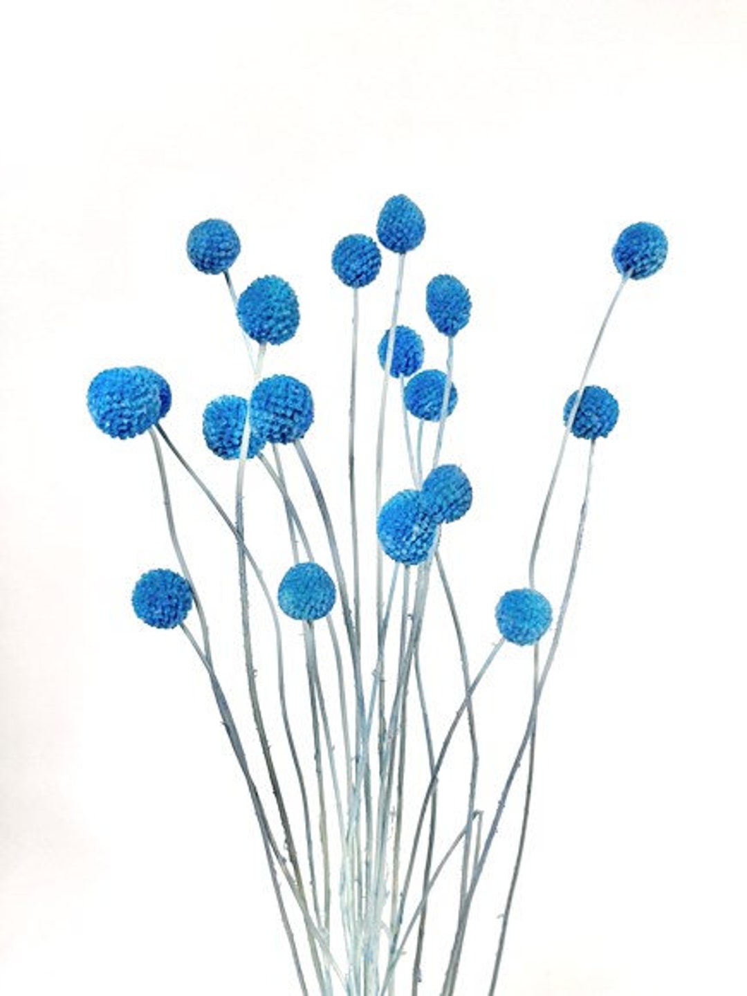 20PC Light Blue Billy Buttons/dried Flower/billy Balls/globosa Seeds ...