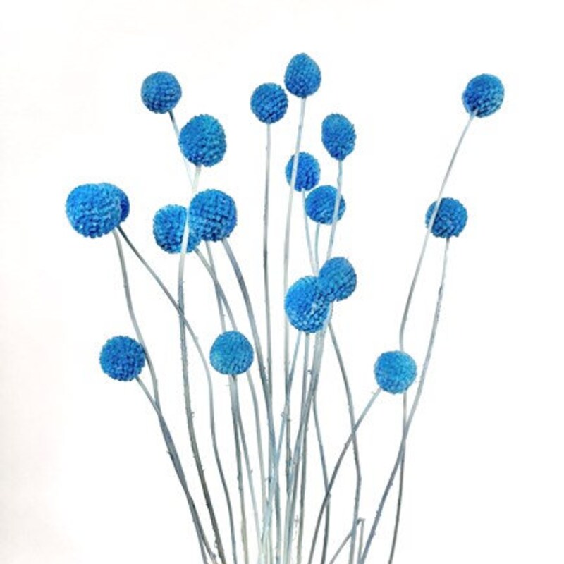 Billy Buttons - Etsy