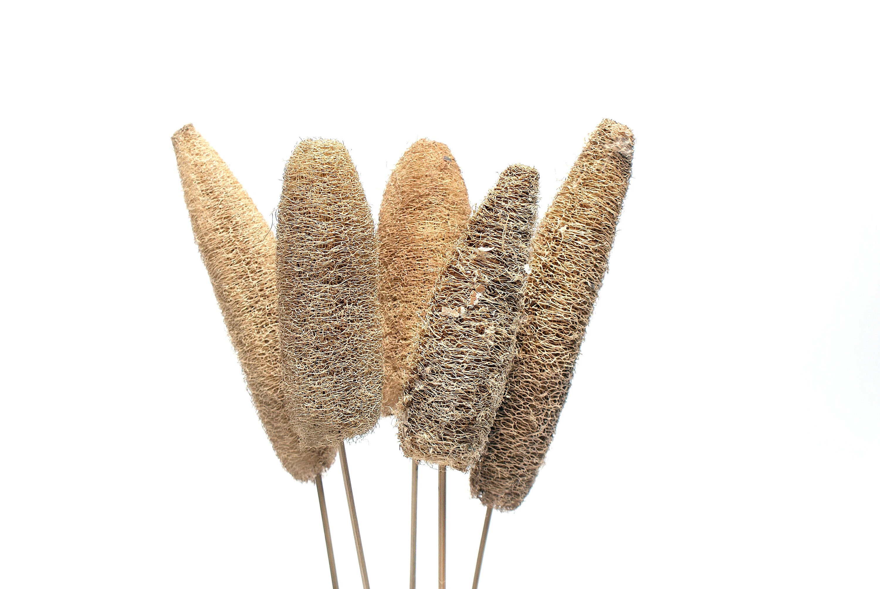 6-8 Luffa Pods on Sticks/Branches/Centerpiece decor/ | Etsy