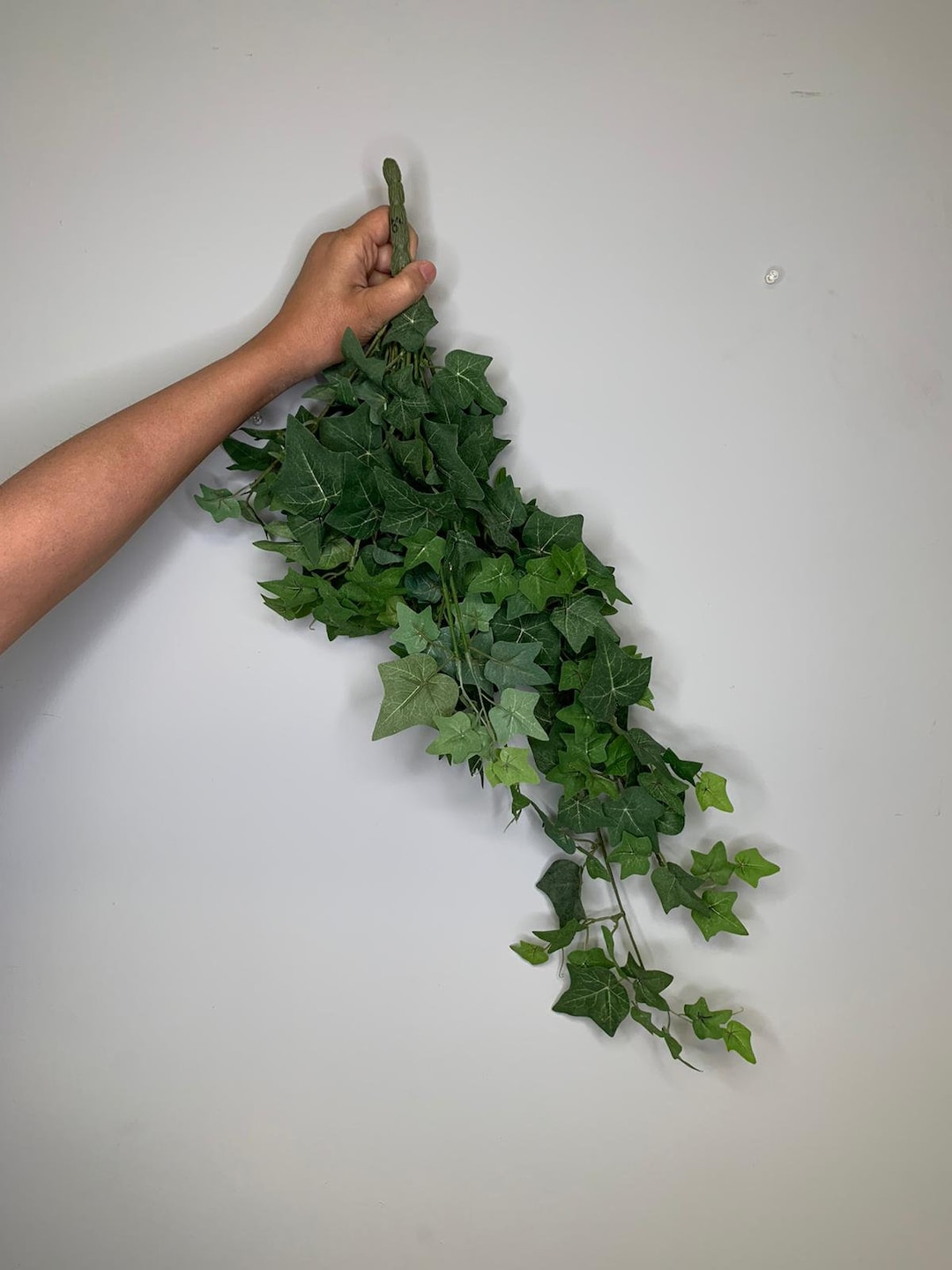 24" ENGLISH IVY BUSHEL/ Poets Ivy/ Common Ivy/ Hedera Helix/ Greenery ...