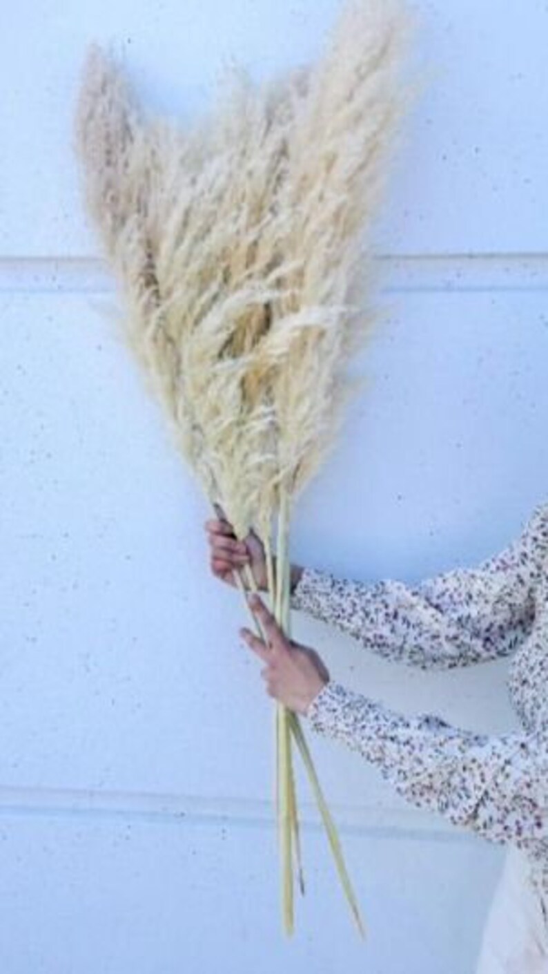 1 Piece 30 Golden Ivory or Cream Pampas - Etsy Canada