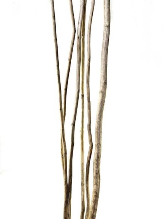 Stick Branch Twig