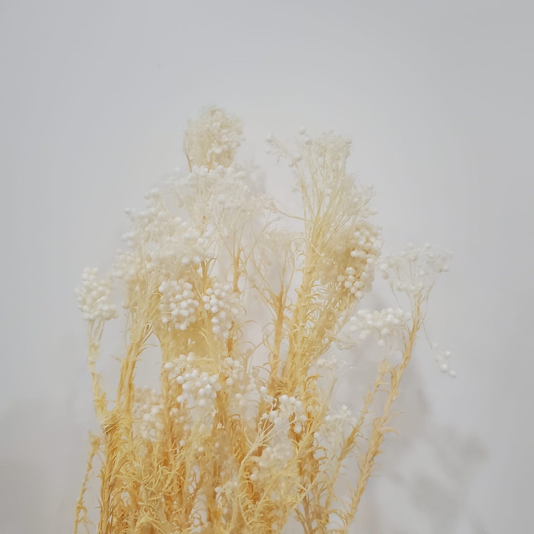 24" Bleached Rice Flower/floral Spray/florals/wedding/white/greenery ...