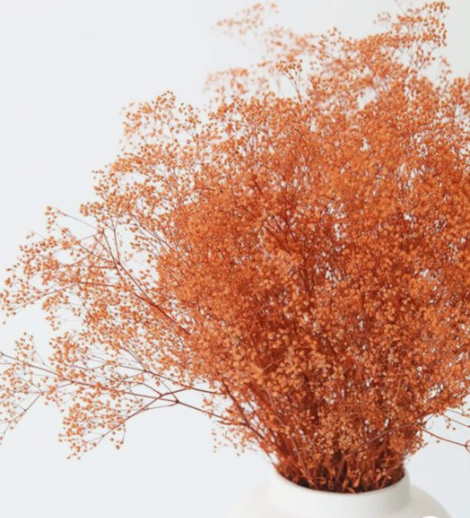 17 Dried Terracotta Orange Broom - Etsy