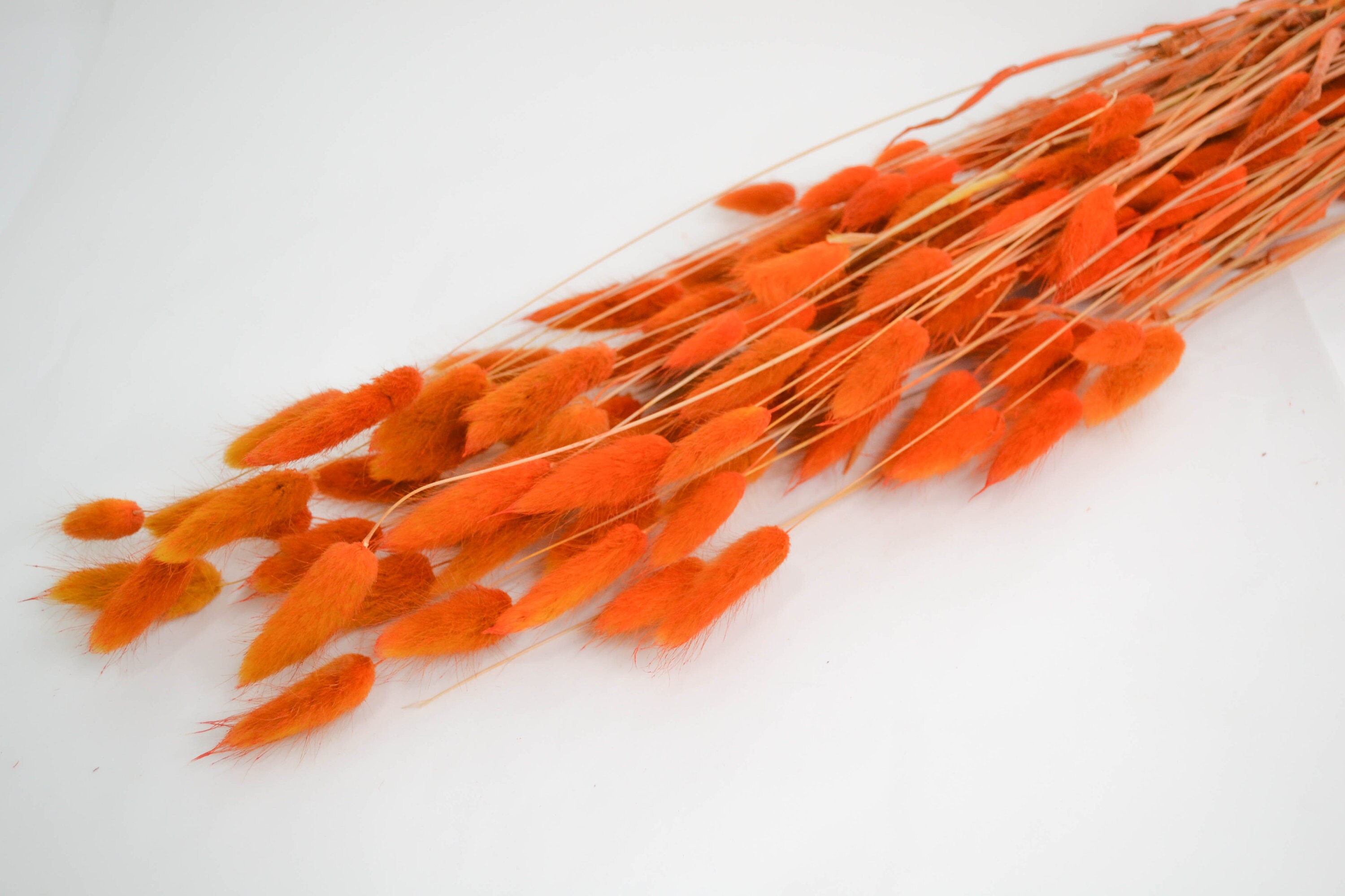 NEW 50 Piece Burnt Orange BUNNY TAILS/ Pampas Bundle/home - Etsy Canada