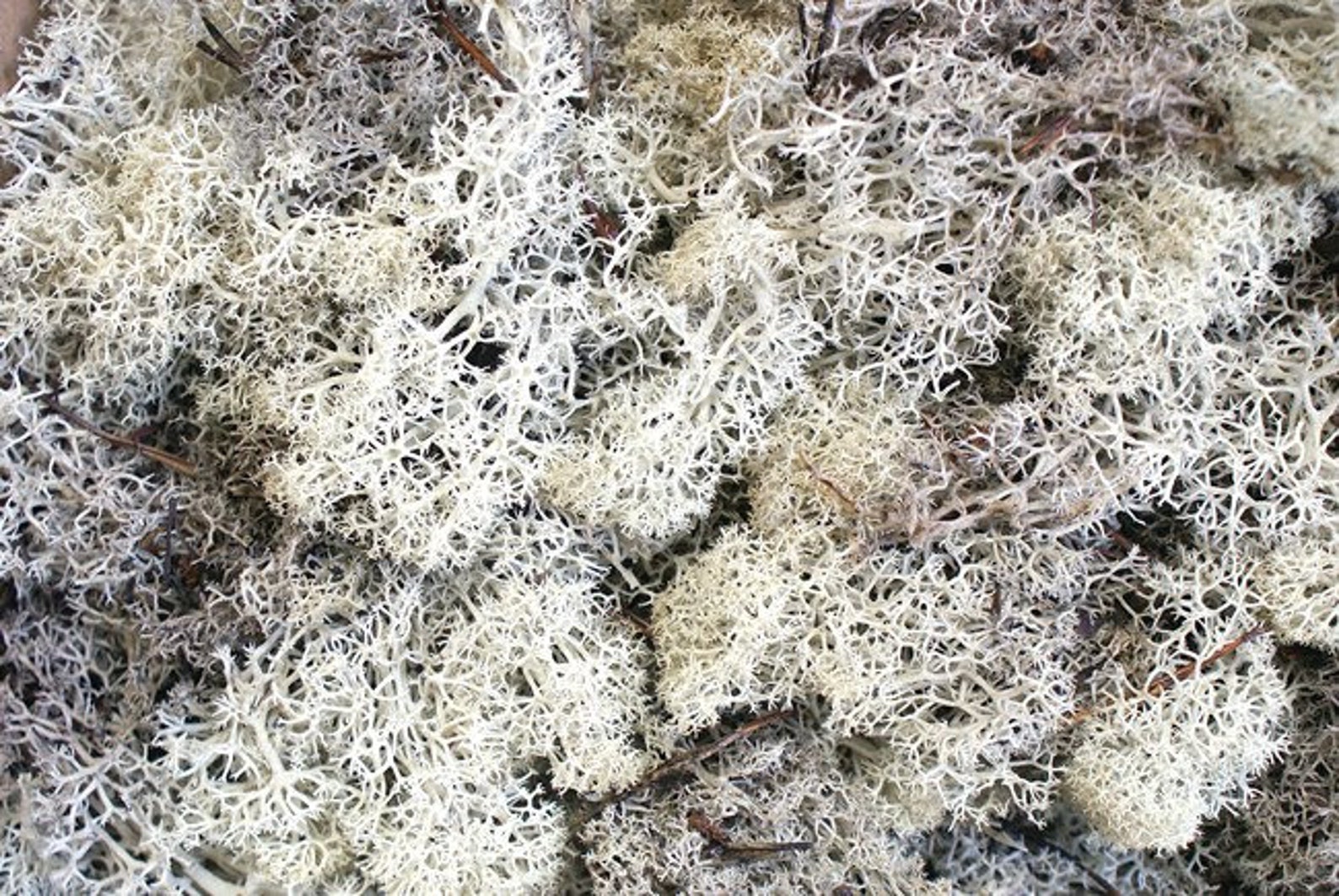 Reindeer Moss/decorative Moss/greenery/decor Ideas/green Bawl | Etsy Canada