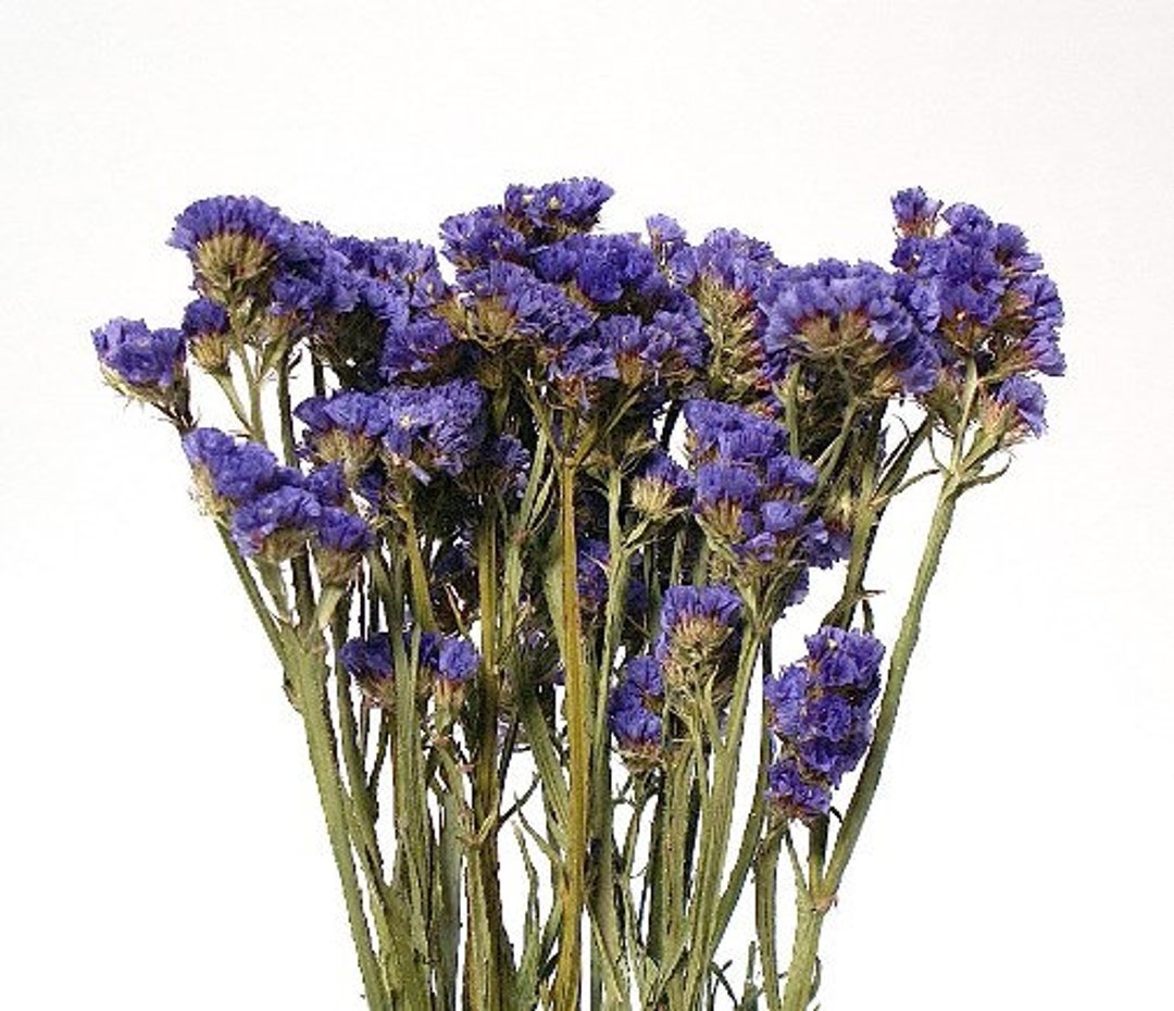 20" Purple Statice Sinuta/dried/fall/thanksgiving/table Setting/home ...