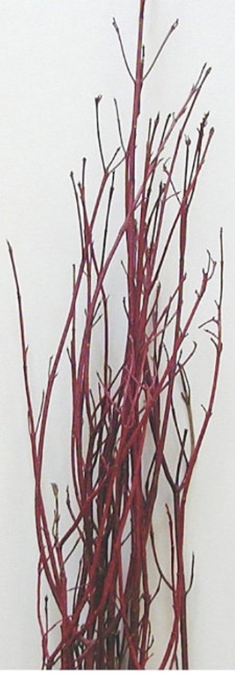 Crimson White Branch/curly Twigs/branches/centerpiece Decor/ Winter ...