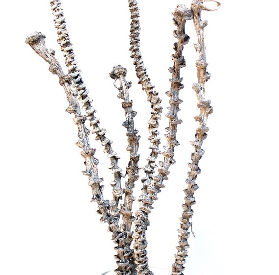 14-18 White Wash Musa Sticks/branches/centerpiece Decor/ - Etsy