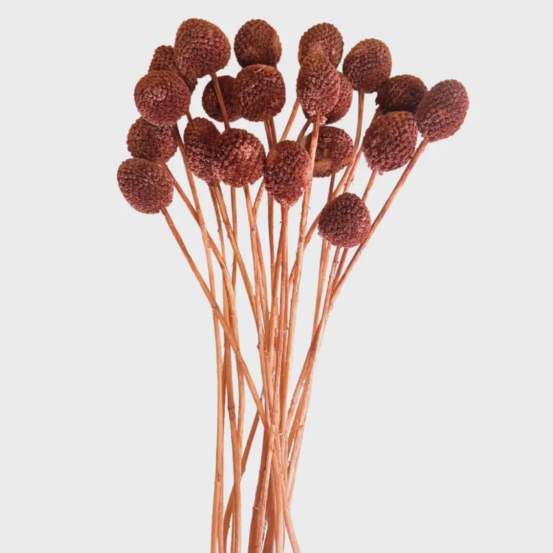 Large Craspedia Stems/dried Flower/billy Balls/globosa Seeds/floral ...