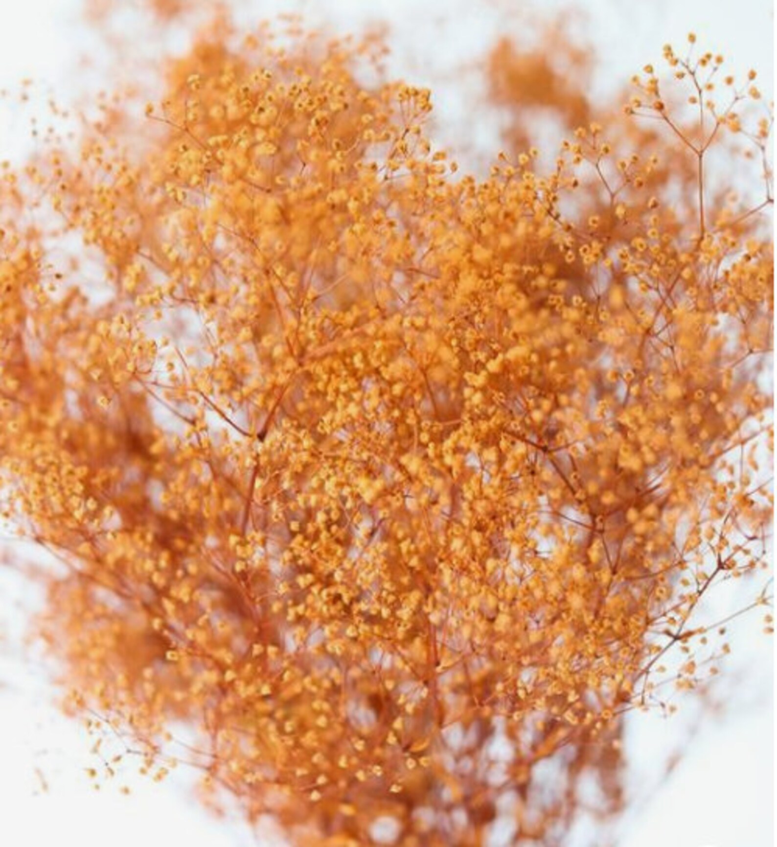 17 Dried Terracotta Orange Broom - Etsy