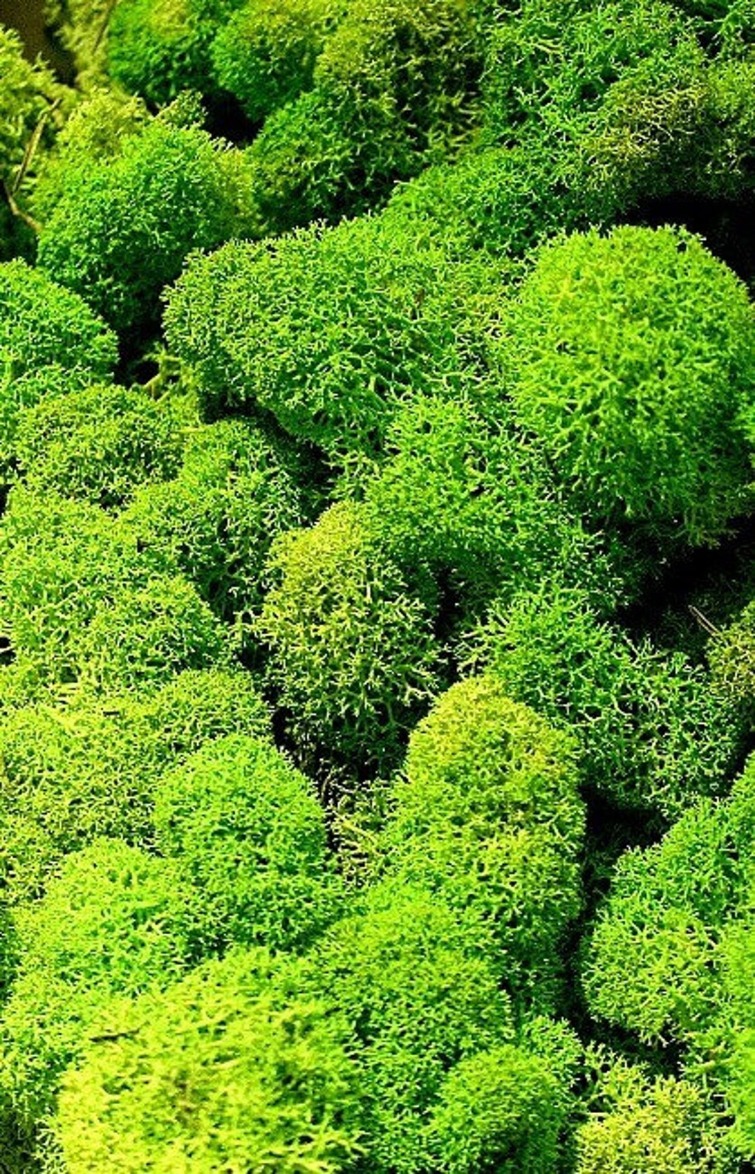 Reindeer Moss/decorative Moss/greenery/decor Ideas/green Bawl Filler ...