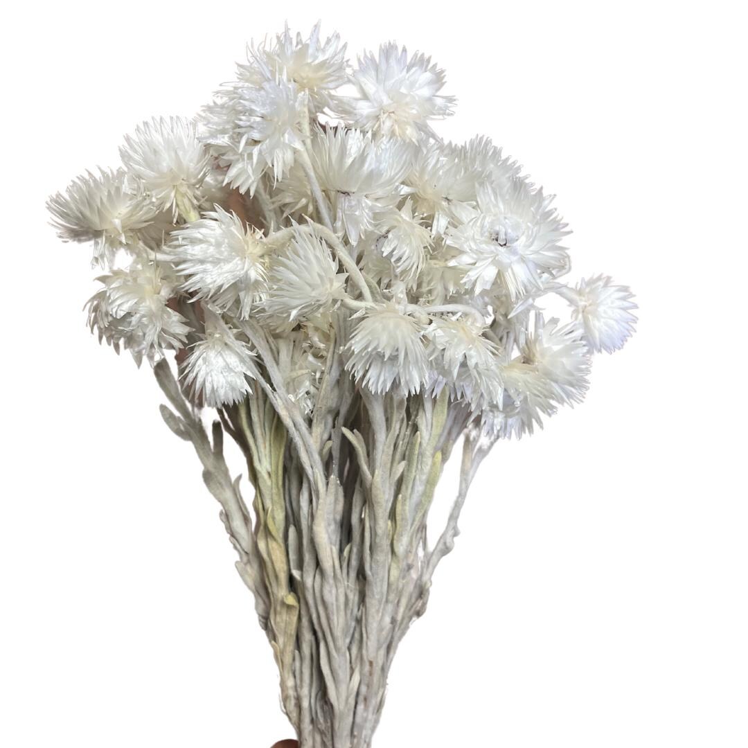 12" Cape Flowers Stems/wedding Centerpieces/home Decor/event Decor/faux ...