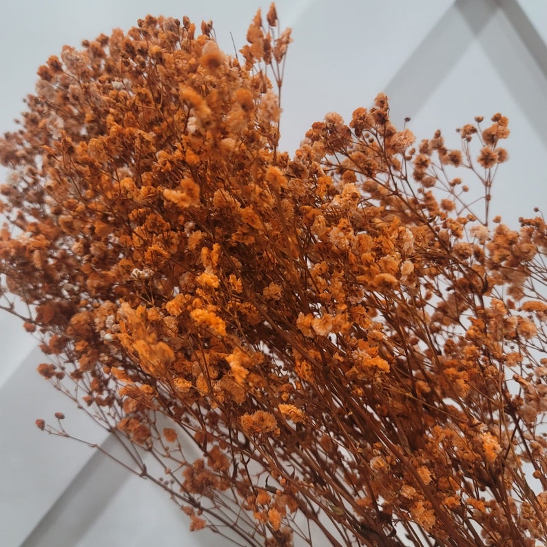 17 Dried Terracotta Orange Broom | Etsy