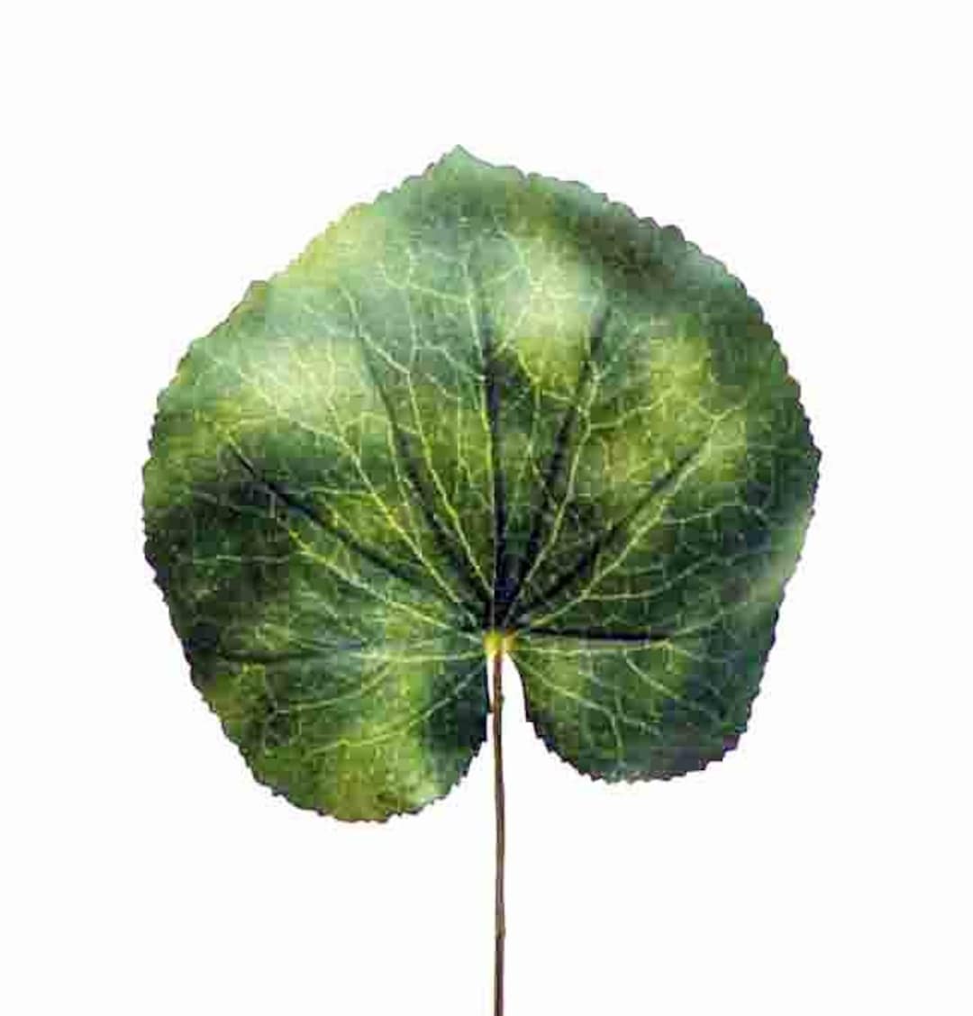 14" Galax Leaf/sprays/greenery/succulents/terrarium Decor/wedding ...