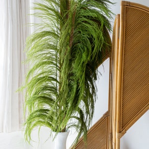 5FT-3 Pc BROWN UVA Stalk/pampas/natural Stalk/natural Branches/rustic ...