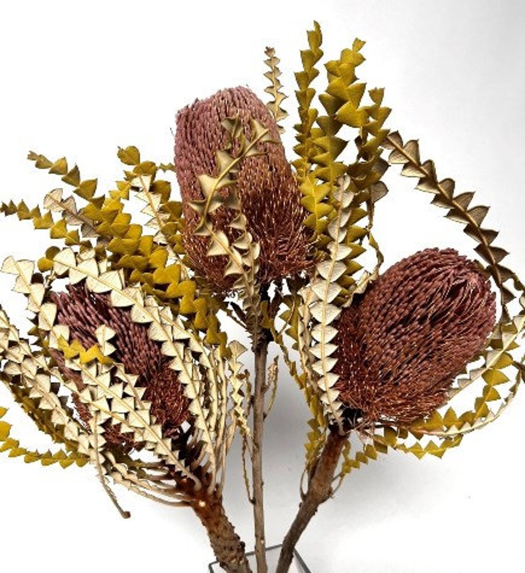 3PC Natural Banksia Speciosa/curly Twigs/branches/centerpiece Decor ...
