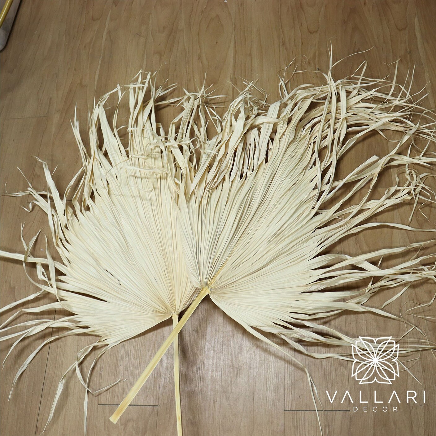 Jumbo Sun Palm Wispy Natural Leaf/dried Palm/jumbo Dried Floral/boho ...