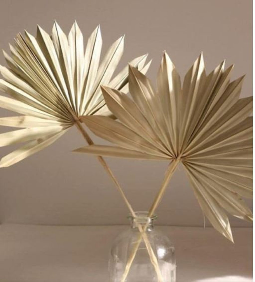SUN PALM 1-6pc - 10-16"dried SUN Natural Palm Spears/ Natural/gold ...