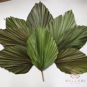 BULK 8pc 17" Anahaw Palm Leaves/palm Fan/natural Dried Palm Leaf ...