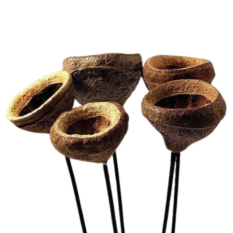 Dried Cone Flower Pods - Etsy