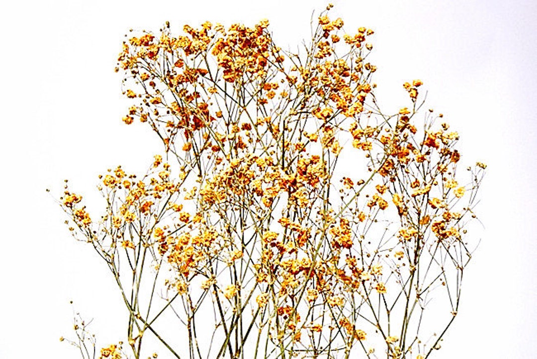 22" Peach Gypsophila Perfecta/baby Breaths/fall/thanksgiving/table ...