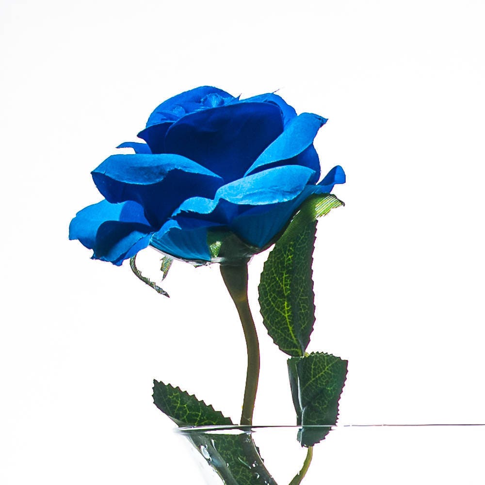 Single Rose Stem/red Rose/blue Rose/purple Rose /blush Rose/wedding ...