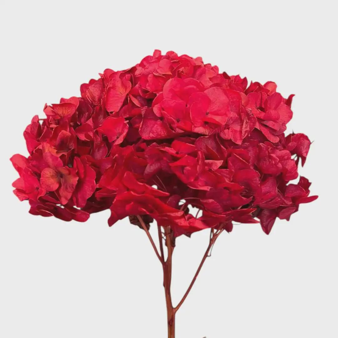 Perserved Large Petal Hydrangea/floral Sprays/wedding Roses/ White ...
