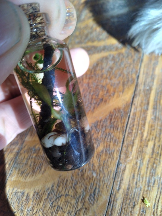 Micro Aquatic Garden 03 - Etsy