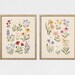 Wildflower Print Set, Wildflowers Art, Educational Poster, Wildflower ...