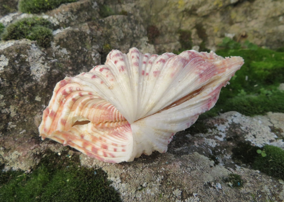 Full Big Tridacna Shell 115cm X 75cm X 6cm Ca. 145 Grams Psy - Etsy