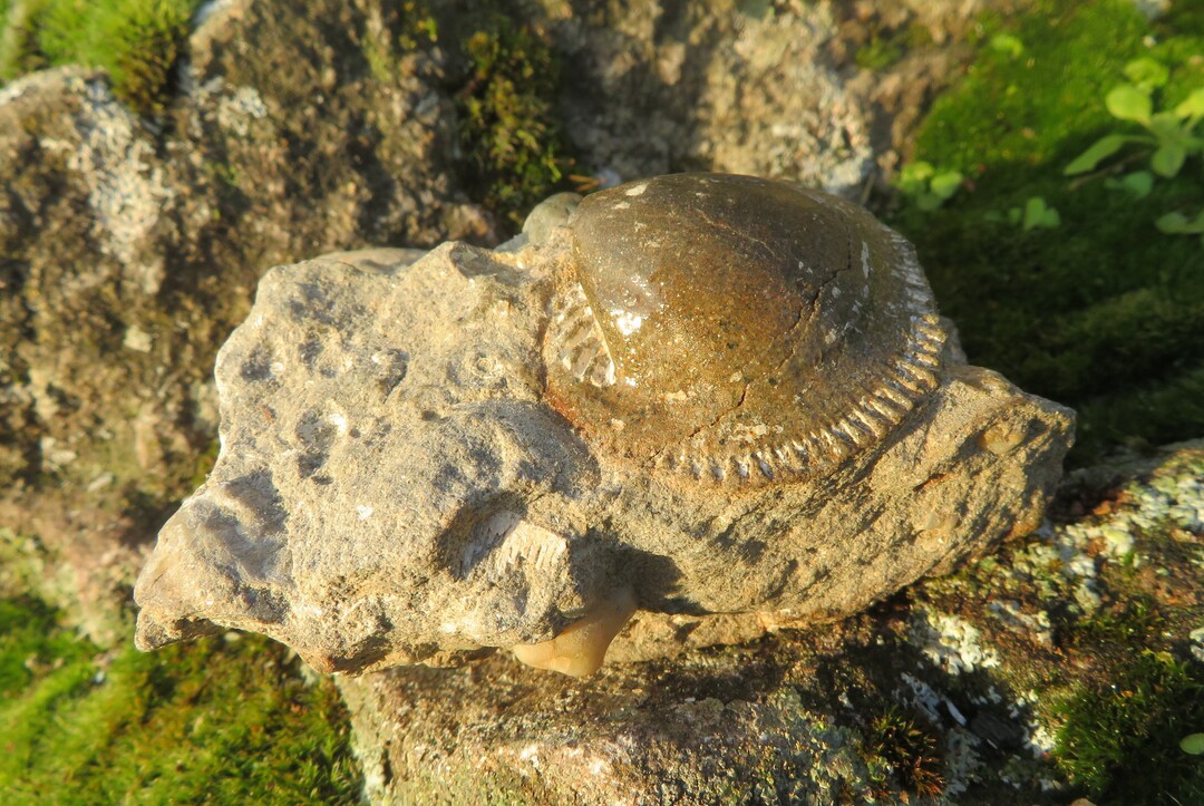 Shell in Matrix Stone 9cm X 7cm X 4cm 184 Grams Psy Hippie Goa - Etsy