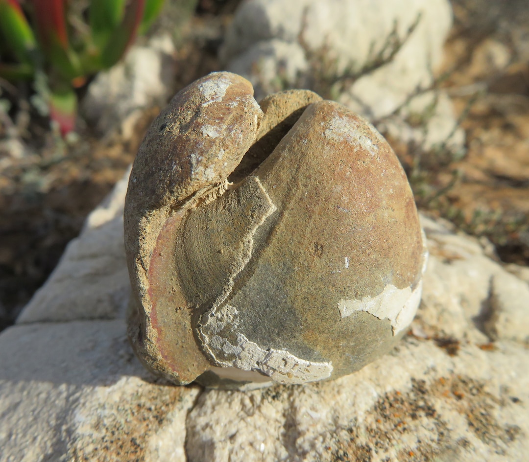 Stoned Shell Ca. 5cm Ca. 61 Grams Stone Hippie Deco Minerals Decoration ...