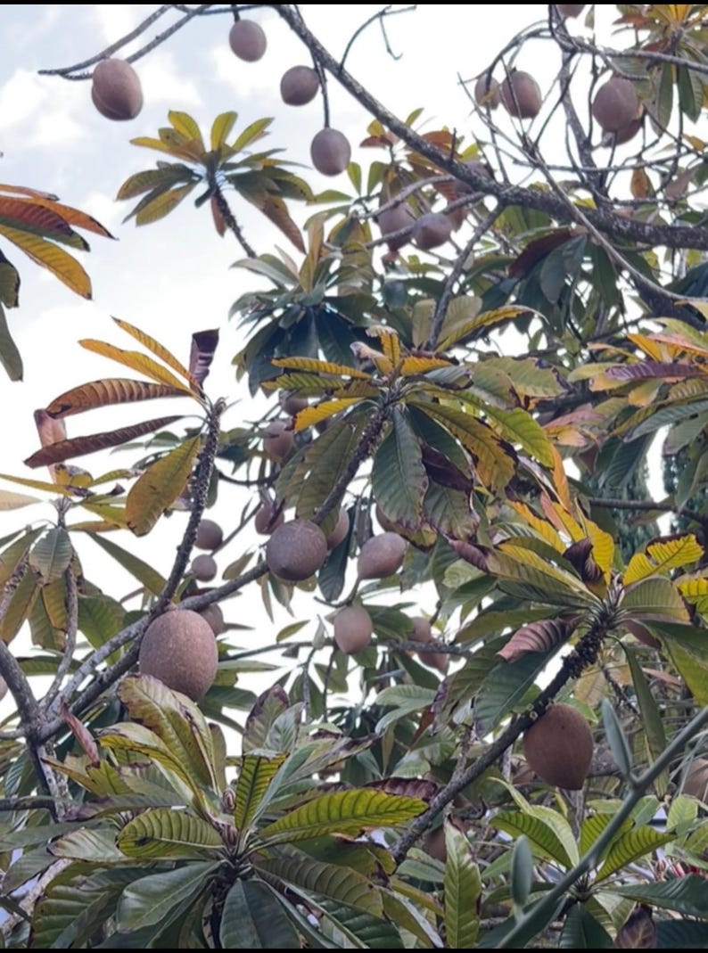 Mamey Sapote Seed - Etsy