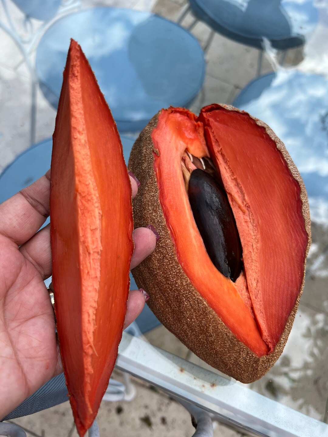 Mamey Sapote Seed - Etsy