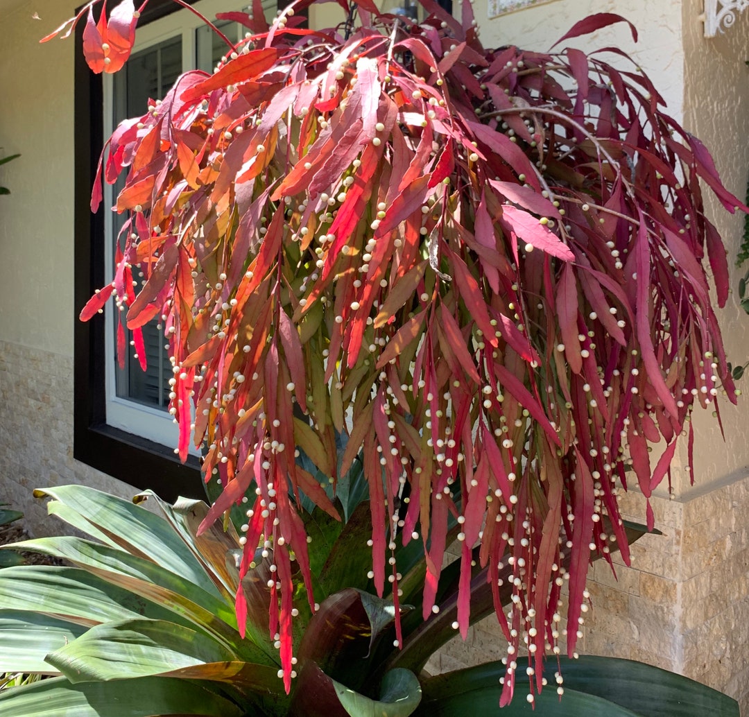 Six (6) Cuttings of Red Cactus Full Sun Plant Stays Red All Year ...
