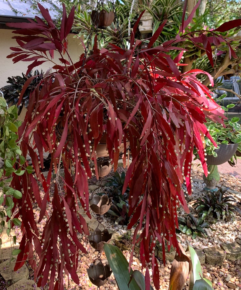 Six Cuttings Of Red Cactus Full Sun Plant Stays Red All Year Etsy six-cuttings-of-red-cactus-full-sun-plant-stays-red-all-year-etsy