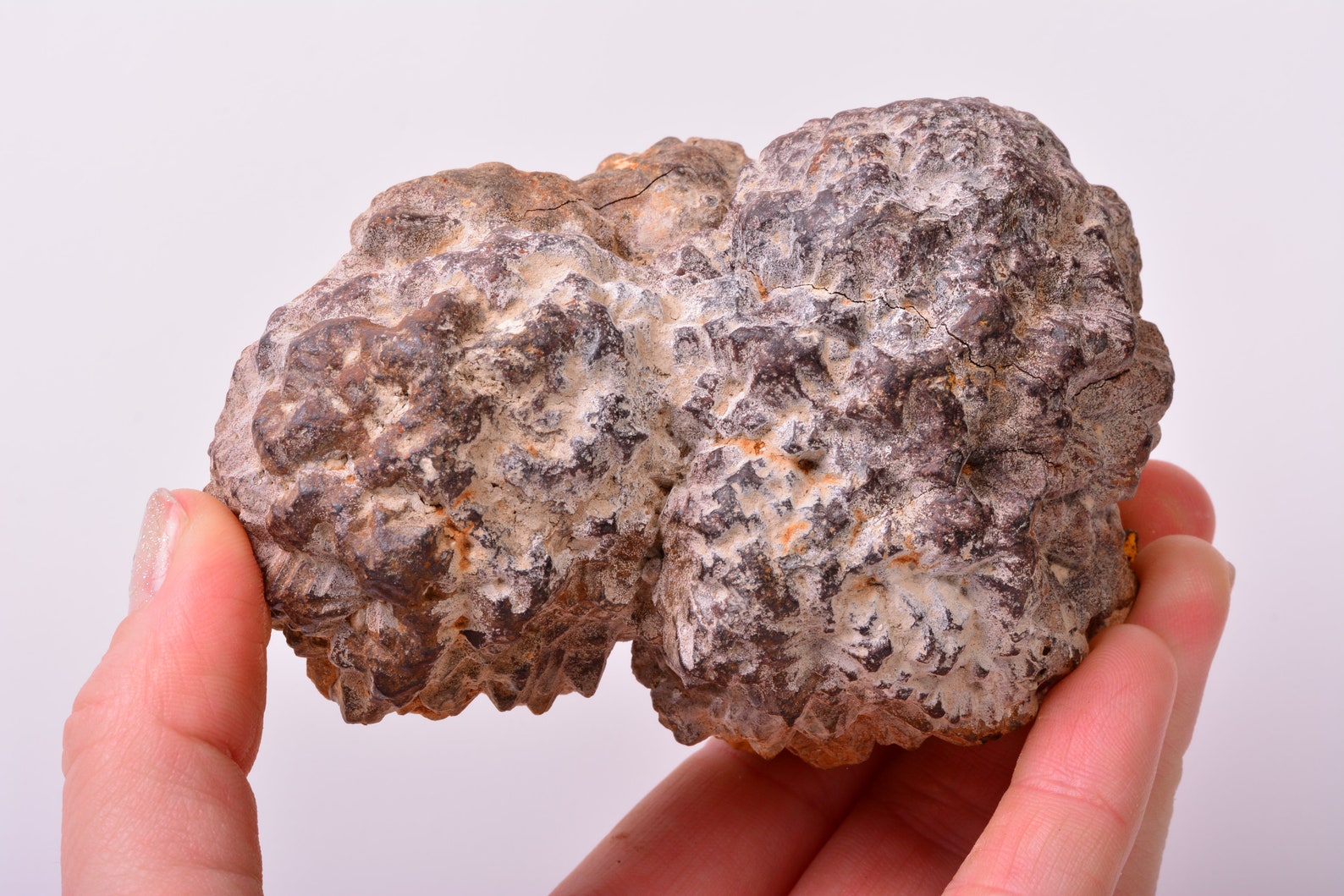 English MARCASITE NODULE Concretion Crystal Mineral Dover | Etsy