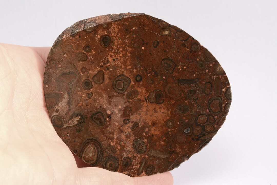 Scottish ONCOLITE ONCOIDS STROMATOLITE Cyanobacteria Fossil ...